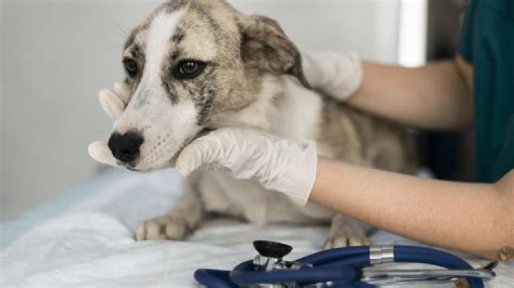 X Hanster: The Ultimate Guide to Understanding and Caring for Your Pet ...